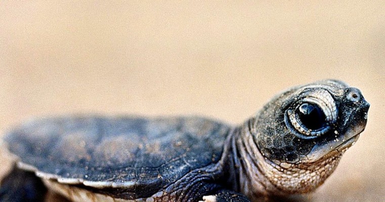 Bing Baby Turtle Hd Desktop Wallpaper Widescreen High - Close Up Baby ...