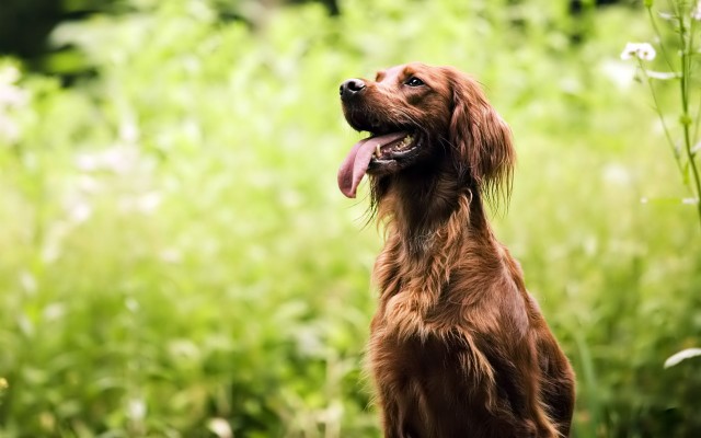 Irish Setter Hd - 1280x800 Wallpaper - teahub.io