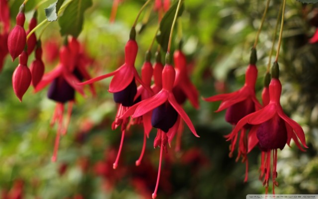 Fuchsia Flower - 960x600 Wallpaper - teahub.io