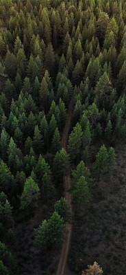 Above Forest Drone Shot - 1125x2436 Wallpaper - teahub.io