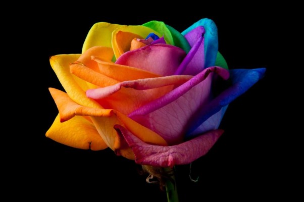 Real Multi Colored Roses - 900x598 Wallpaper - teahub.io