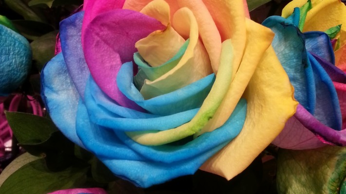 Rainbow Flower Iphone - 1600x900 Wallpaper - teahub.io Rainbow Flower Iphone - 1600x900 Wallpaper - teahub.io