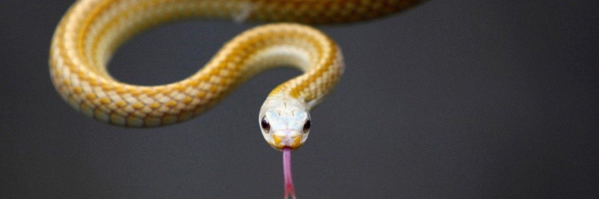 Snake Wallpapers - Snake Two Forked Tongue - 1500x500 Wallpaper - teahub.io