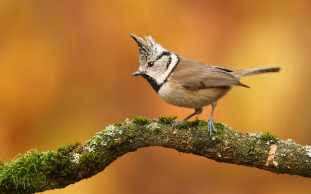 Small Bird With Head Feathers - 1920x1200 Wallpaper - teahub.io