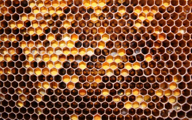 Bee Hive High Res - 2560x1600 Wallpaper - teahub.io