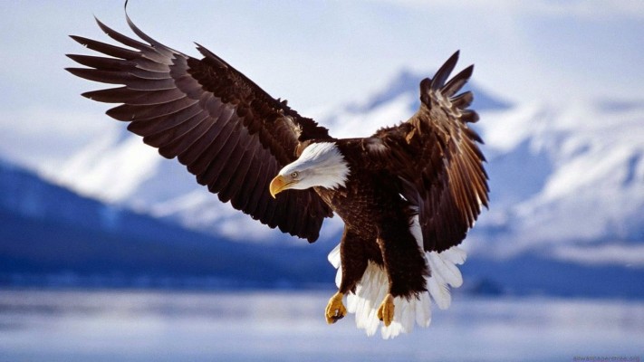 Bald Eagle Flying - High Resolution Eagle Background - 1920x1200 ...