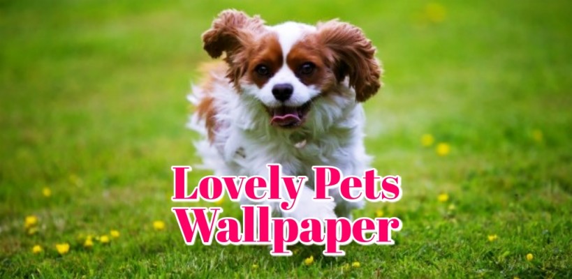 Beautiful Running Dog - 1024x500 Wallpaper - teahub.io
