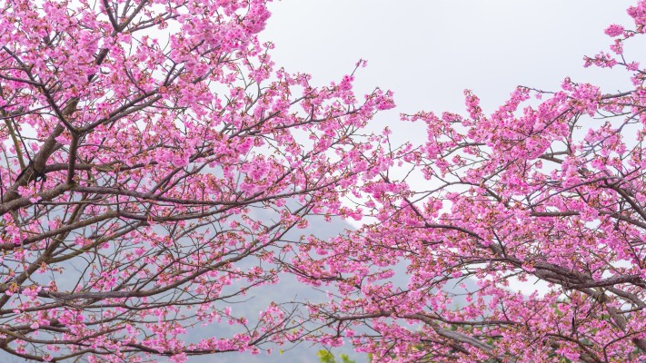 Sakura Tree Wallpaper Hd - 1023x614 Wallpaper - teahub.io