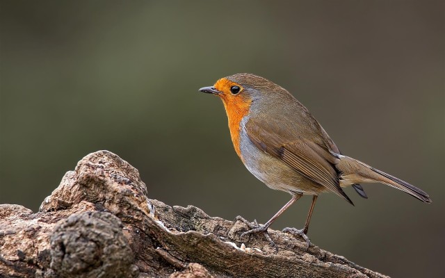 Wallpaper Robin Bird, Tree, Side View - Robin Wallpaper Bird ...