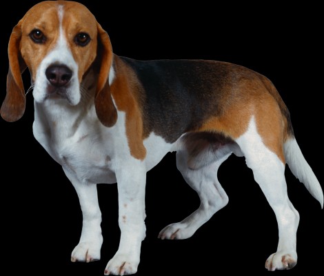 Dog Png - Beagle Png - 2282x1939 Wallpaper - teahub.io