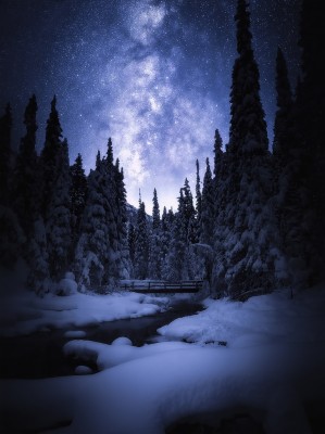 Night, Snow, Winter, Banff National Park, Starry Sky, - Night Sky Pine ...