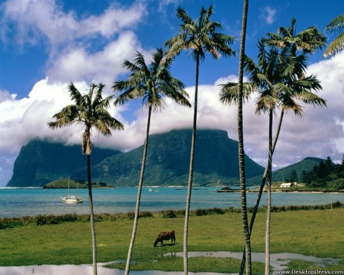 Twitter Header Palm Trees - 3840x1200 Wallpaper - teahub.io