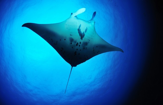 Giant Oceanic Manta Ray - 4248x2745 Wallpaper - teahub.io