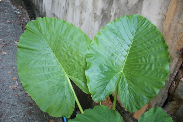 Large Leaf Wallpaper - 800x800 Wallpaper - teahub.io