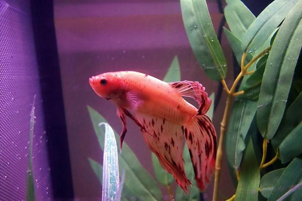 Fighter Fish Photos Download - 1000x1429 Wallpaper - teahub.io