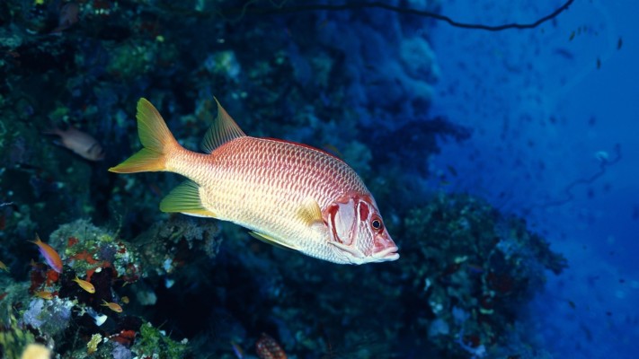 Download High Resolution Tropical Fish - Teahub.io