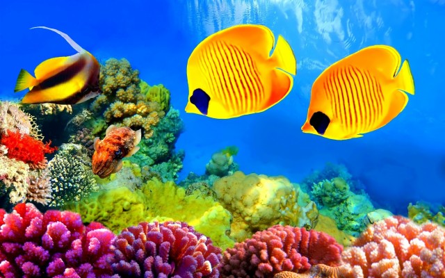 Great Barrier Reef Small Fish - 1920x1200 Wallpaper - teahub.io