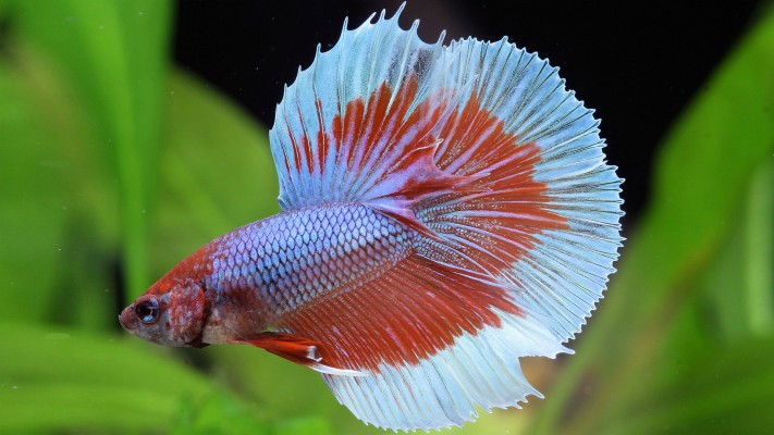 Half Moon Fighter Fish - 1600x1067 Wallpaper - teahub.io