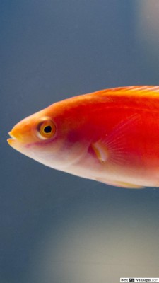 Apple Fish Wallpaper - 640x960 Wallpaper - teahub.io