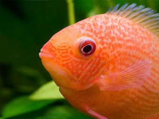 Brazil Amazon River Fish - 1920x1440 Wallpaper - teahub.io