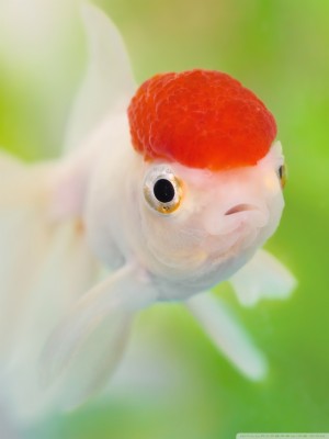 Apple Parrot - 1125x2436 Wallpaper - teahub.io