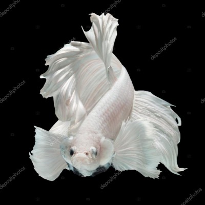 Siamese Fighting Fish - 1200x800 Wallpaper - teahub.io