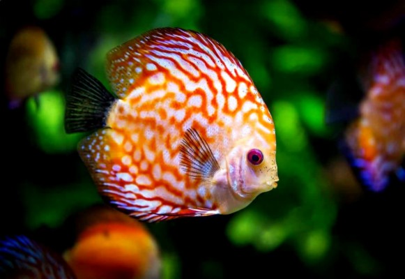 Most Beautiful Discus Fish - 950x633 Wallpaper - teahub.io