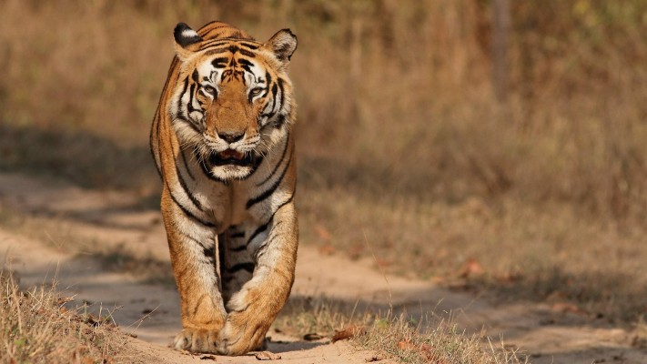 Dominant Male Tiger Munna From Kanha National Park - Kanha Tiger ...