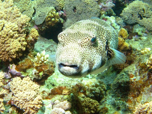 Wallpaper Puffer Fish, Front View - Puffer Fish - 1920x1080 Wallpaper ...