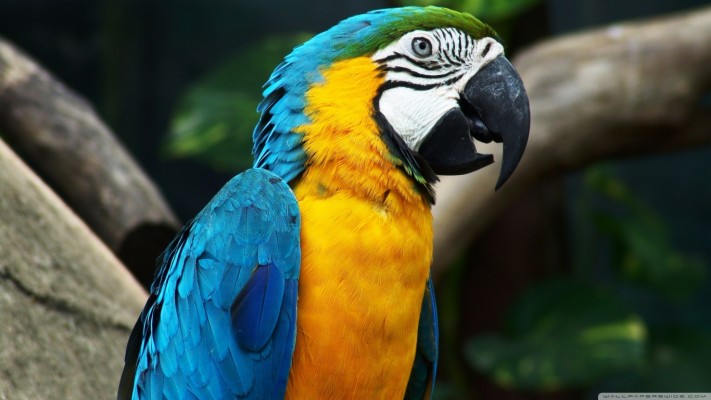Colorful Parrot Hd - 1366x768 Wallpaper - teahub.io