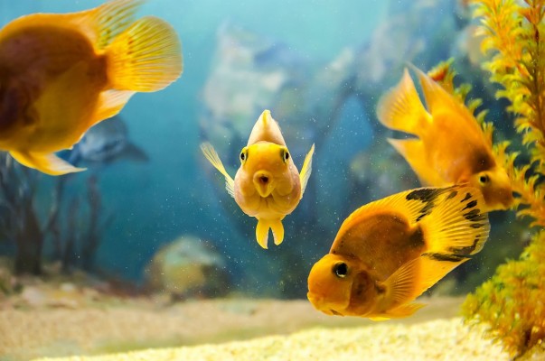 Goldfish Wallpaper - High Resolution Fish Hd - 1600x1200 Wallpaper ...