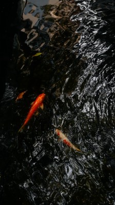 Wallpaper Koi, Carps, Fish, Water, Ripples - Fish In Ripple Water ...