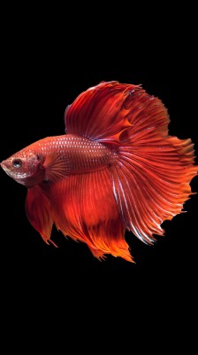 Half Moon Fighter Fish - 3840x2160 Wallpaper - teahub.io