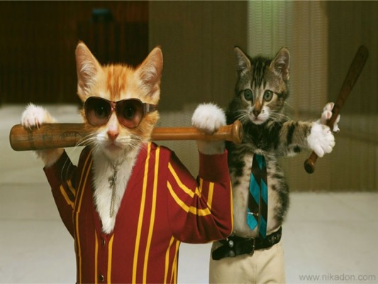 Cats With Baseball Bats - 800x600 Wallpaper - teahub.io