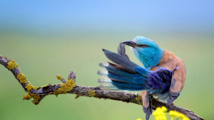Colorful Bird, Feathers, Branch, Birds - Ubuntu 16 Widgets Note ...
