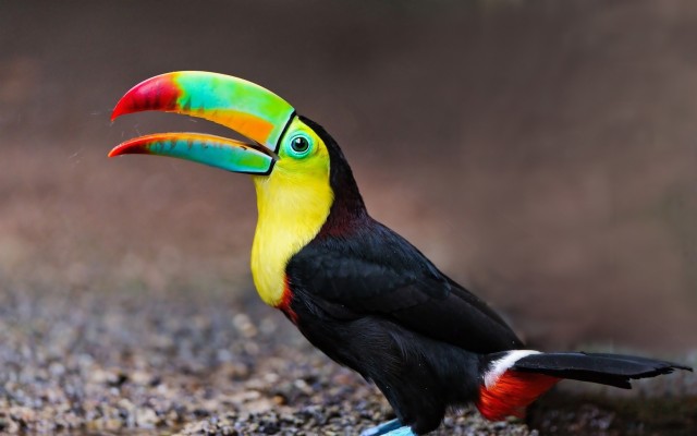 Long Colorful Beak Birds - 3840x2400 Wallpaper - teahub.io
