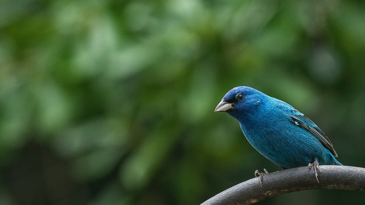 Blue Bird In Forest Hd Image - Indigo Bunting - 2880x1620 Wallpaper ...