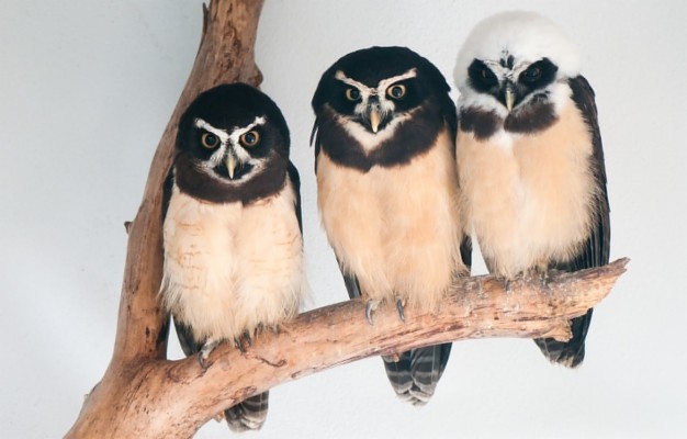 Funny Of Three Animal - 1920x1080 Wallpaper - teahub.io