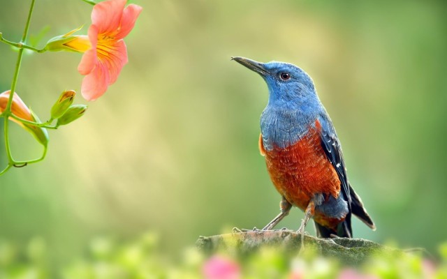 Colorful Birds Wallpaper - 3840x2460 Wallpaper - teahub.io