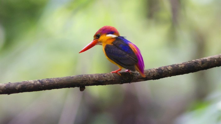 Most Beautiful Bird In Australia - 1920x1080 Wallpaper - teahub.io