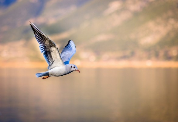 Fast Shutter Speed Animals - 960x655 Wallpaper - teahub.io