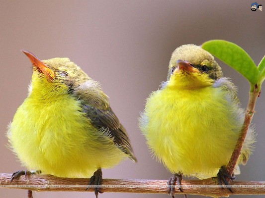 Birds Wallpaper - Colourful Cute Birds - 1024x768 Wallpaper - teahub.io