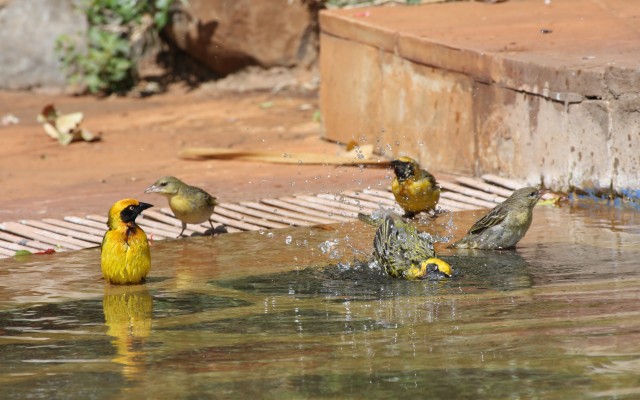 Birds Bathing - 1920x1200 Wallpaper - teahub.io