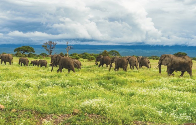 Photo Wallpaper Nature, Landscape, Animal - Wildlife Environment ...