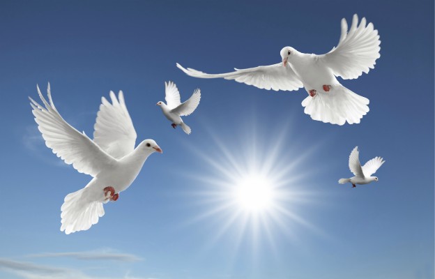 Funeral Background With Birds - 2507x1605 Wallpaper - teahub.io