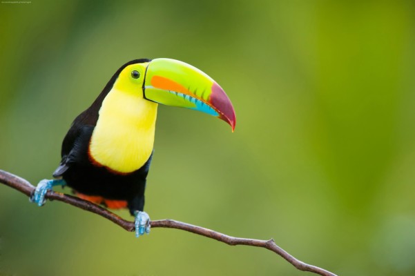 Amazon Forest Fire Animals - 3200x2129 Wallpaper - teahub.io