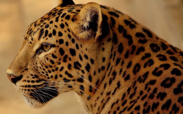 African Leopard - 1920x1200 Wallpaper - teahub.io