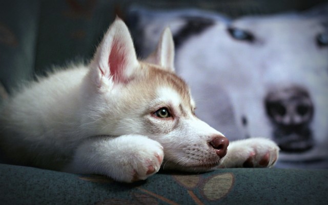 Siberian Husky Puppy Copper White - 2560x1600 Wallpaper - teahub.io