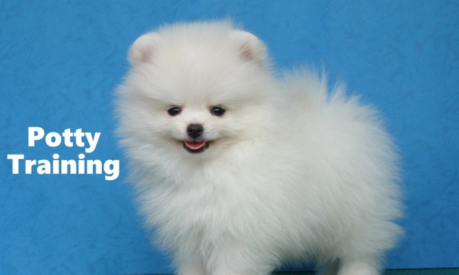 Puppy Training Pads Checkers - 1920x1200 Wallpaper - teahub.io