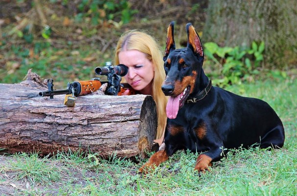 Doberman With Gun - 611x960 Wallpaper - teahub.io